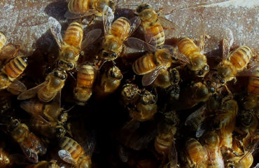 The Honeybee Cluster | Bee Well Honey Farm