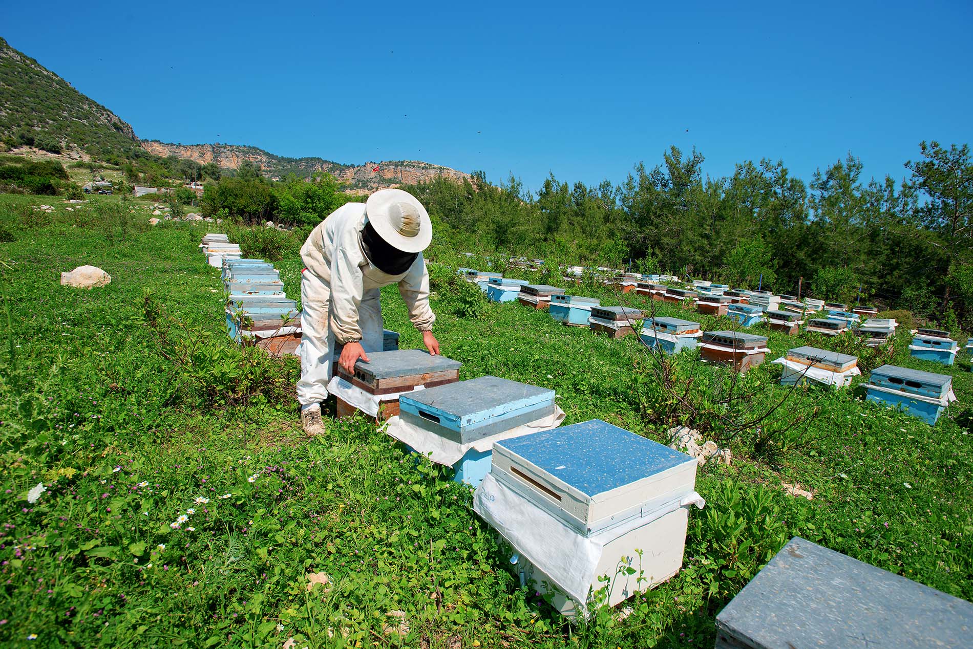 Honey Bee Education - Bee Well Honey Farm