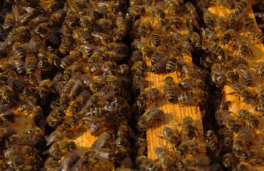 What is Beehive Bearding | Bee Well Honey