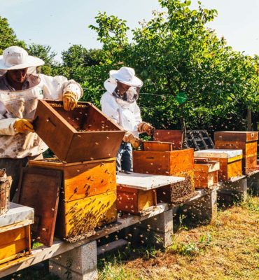 Bee Supplies - Honey - Honey Bees for Sale - Bee Well Honey Farm